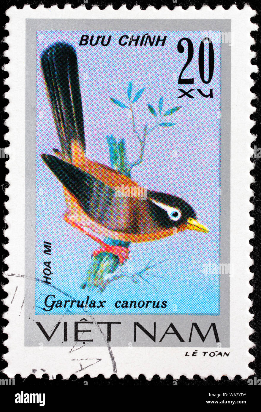 Garrulax canorus, Chinese hwamei, melodious laughingthrush, Songbird ...