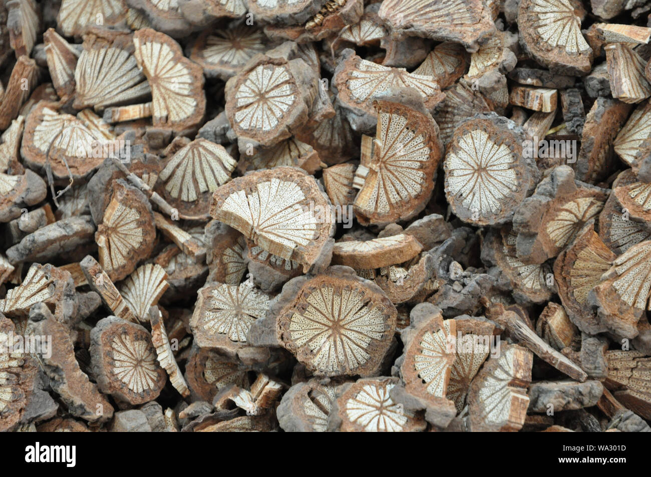 Blood cane hi-res stock photography and images - Alamy