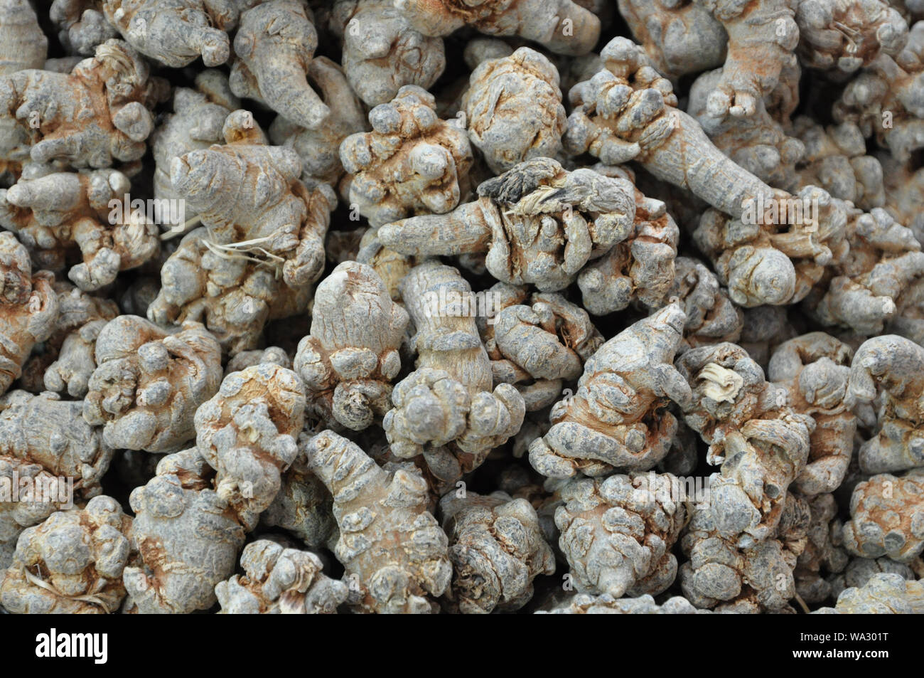 Traditional Chinese medicine notoginseng Stock Photo - Alamy