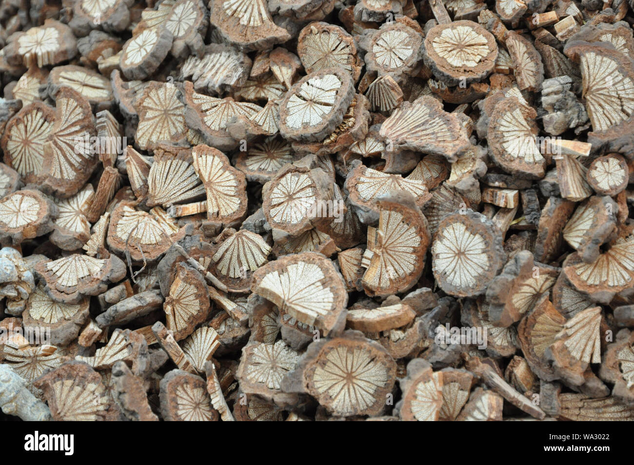 Blood cane hi-res stock photography and images - Alamy