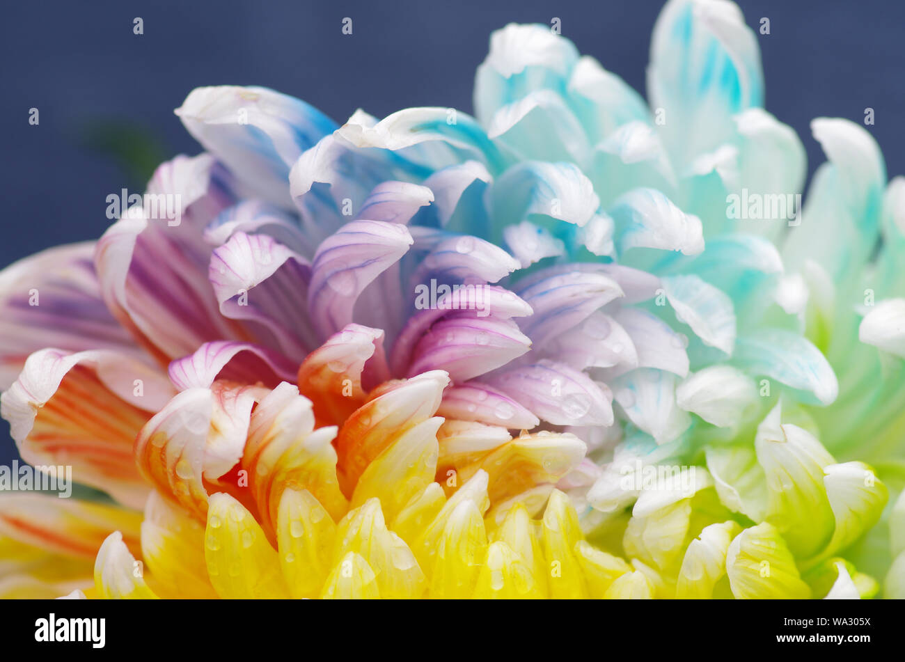 A variety of color of chrysanthemum Stock Photo - Alamy
