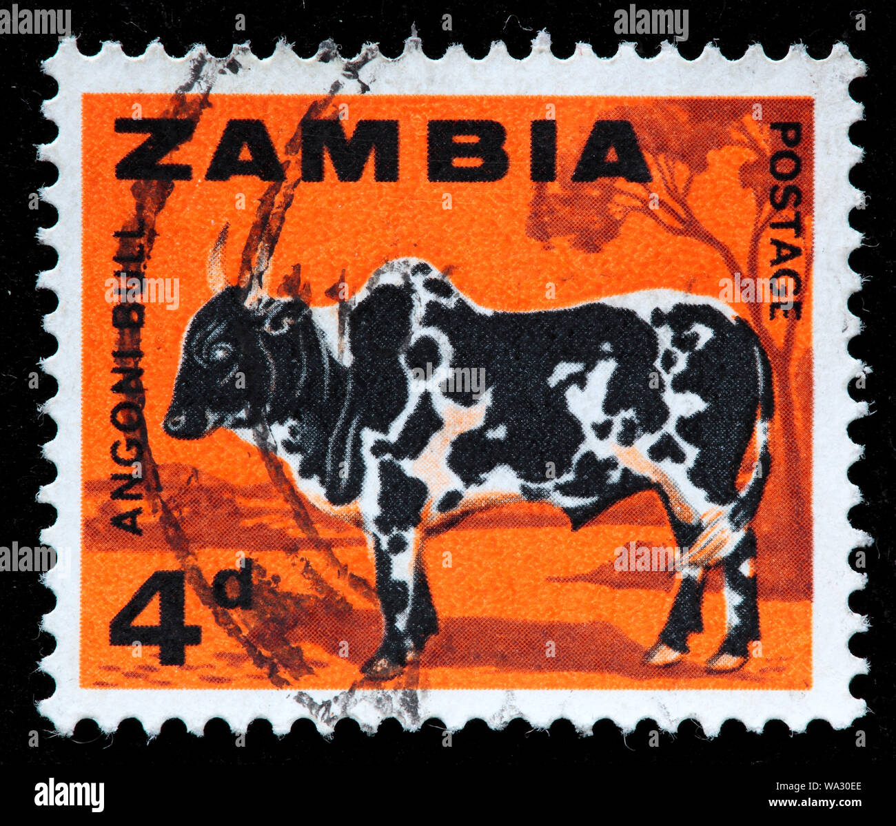 Angoni bull, Bos primigenius indicus, postage stamp, Zambia, 1964 Stock ...
