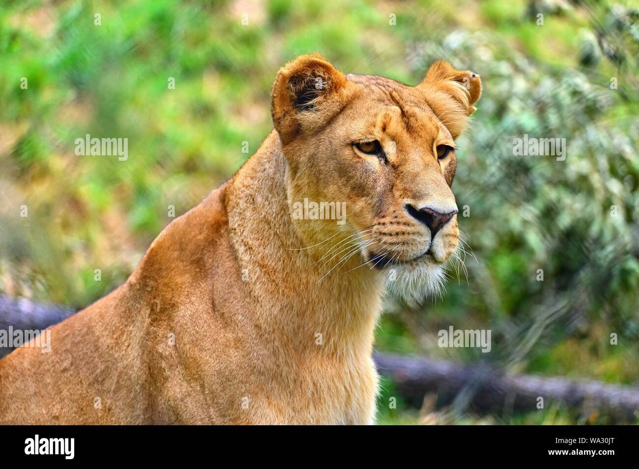 Animal - beautiful lioness. Colorful nature background Stock Photo - Alamy