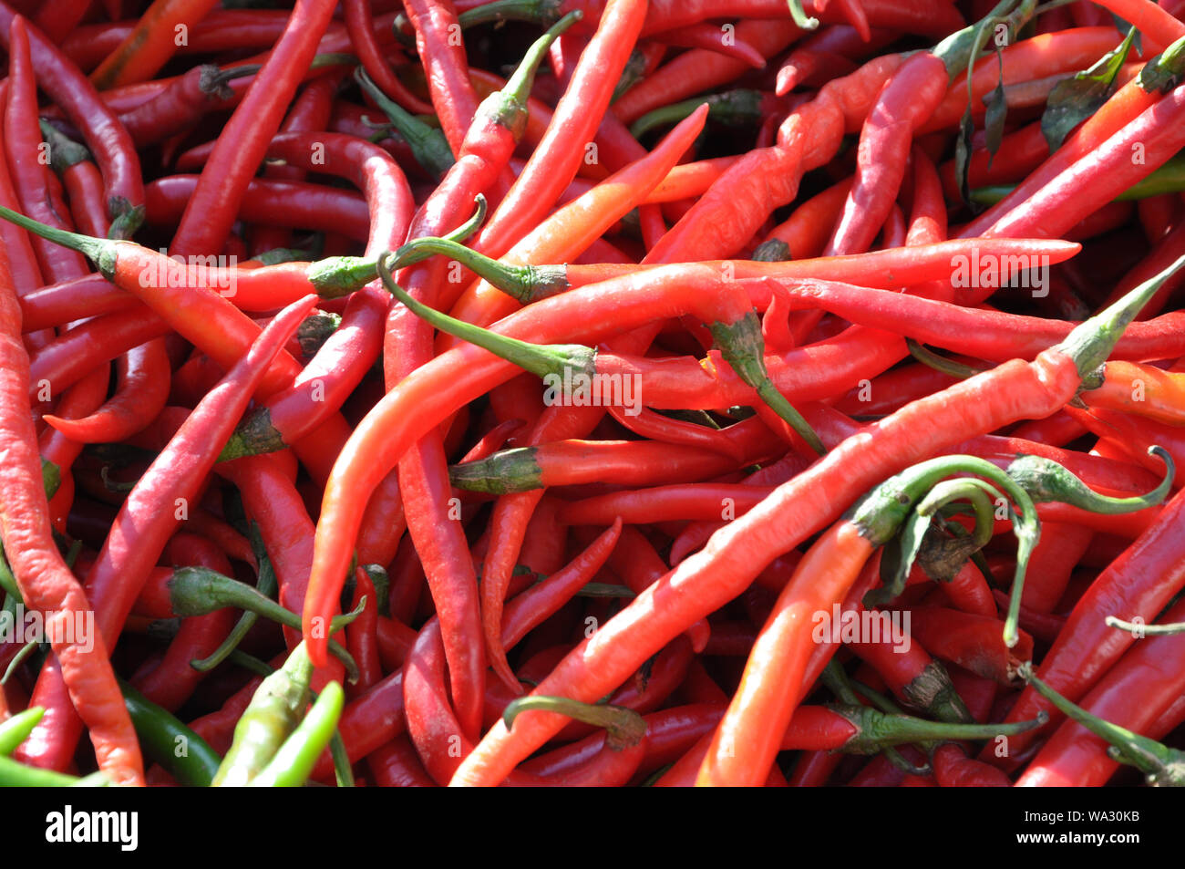 Long and thin red pepper Stock Photo - Alamy
