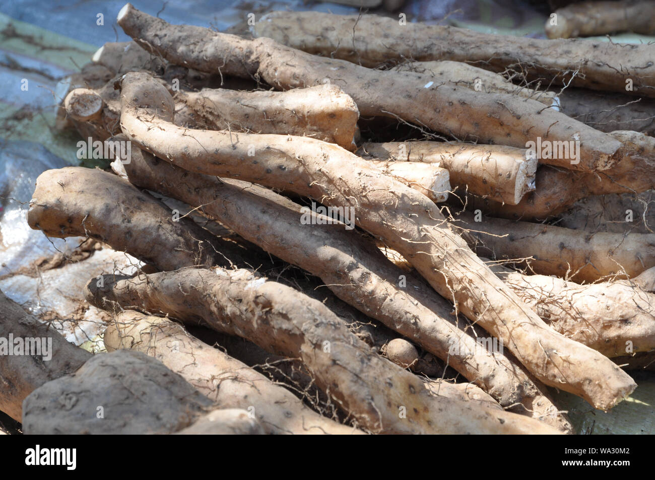 Chinese wild yam hi-res stock photography and images - Alamy