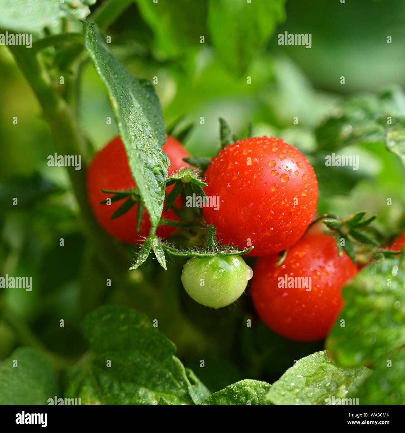 Beautiful fresh little cherry tomatoes on a tree Stock Photo - Alamy
