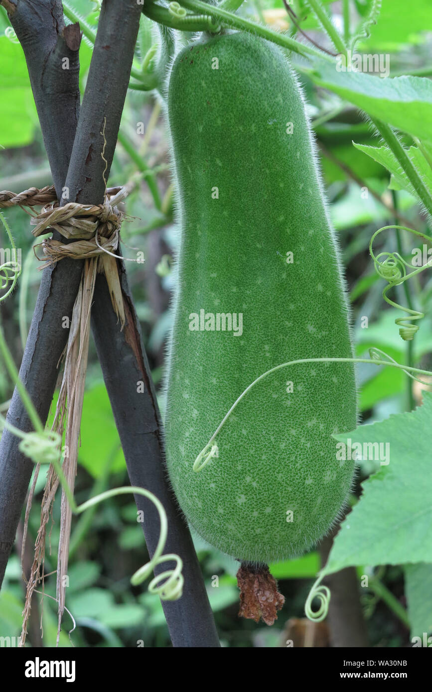 Agriculture and pastoral activities hi-res stock photography and images ...