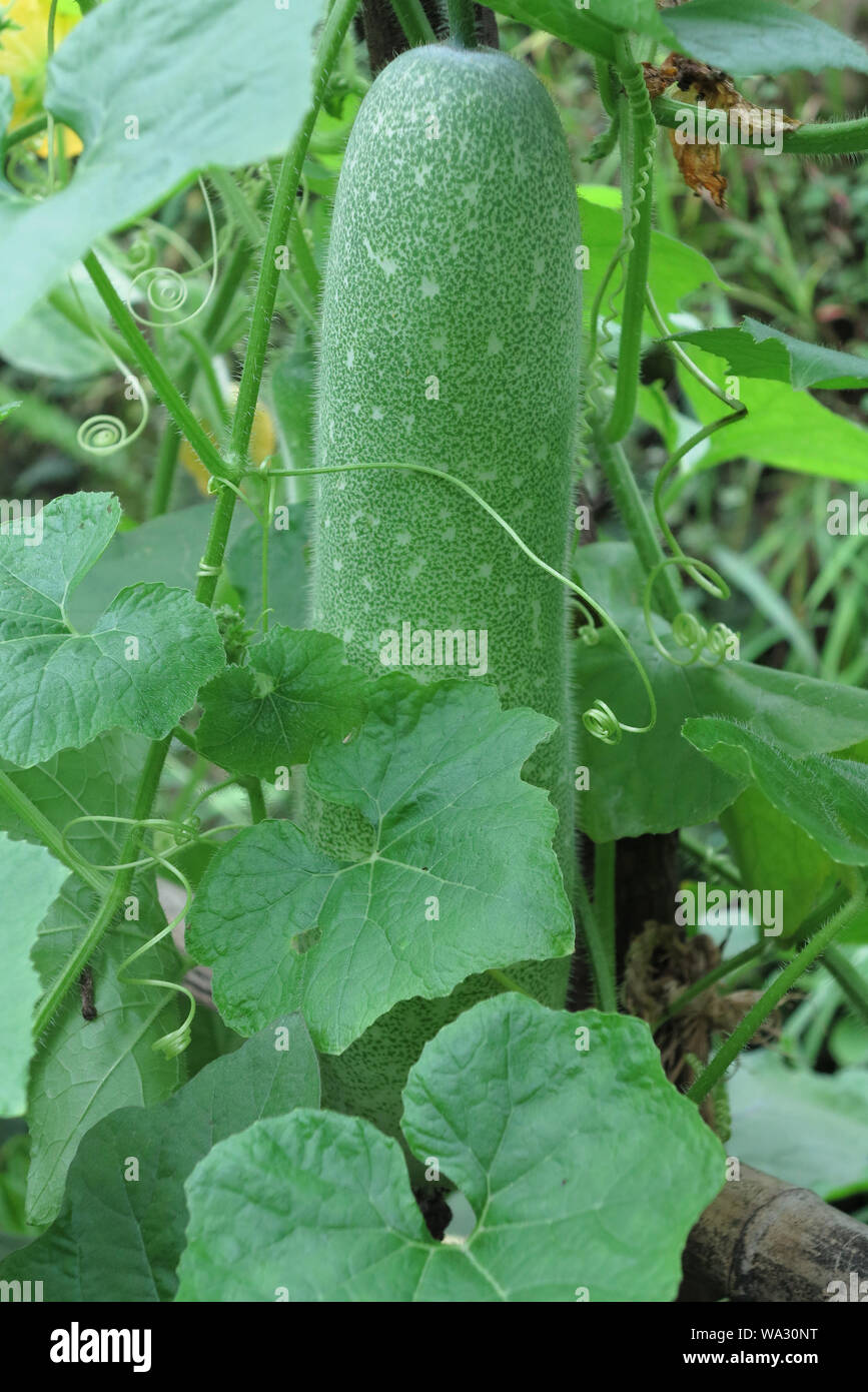 Agriculture and pastoral activities hi-res stock photography and images ...