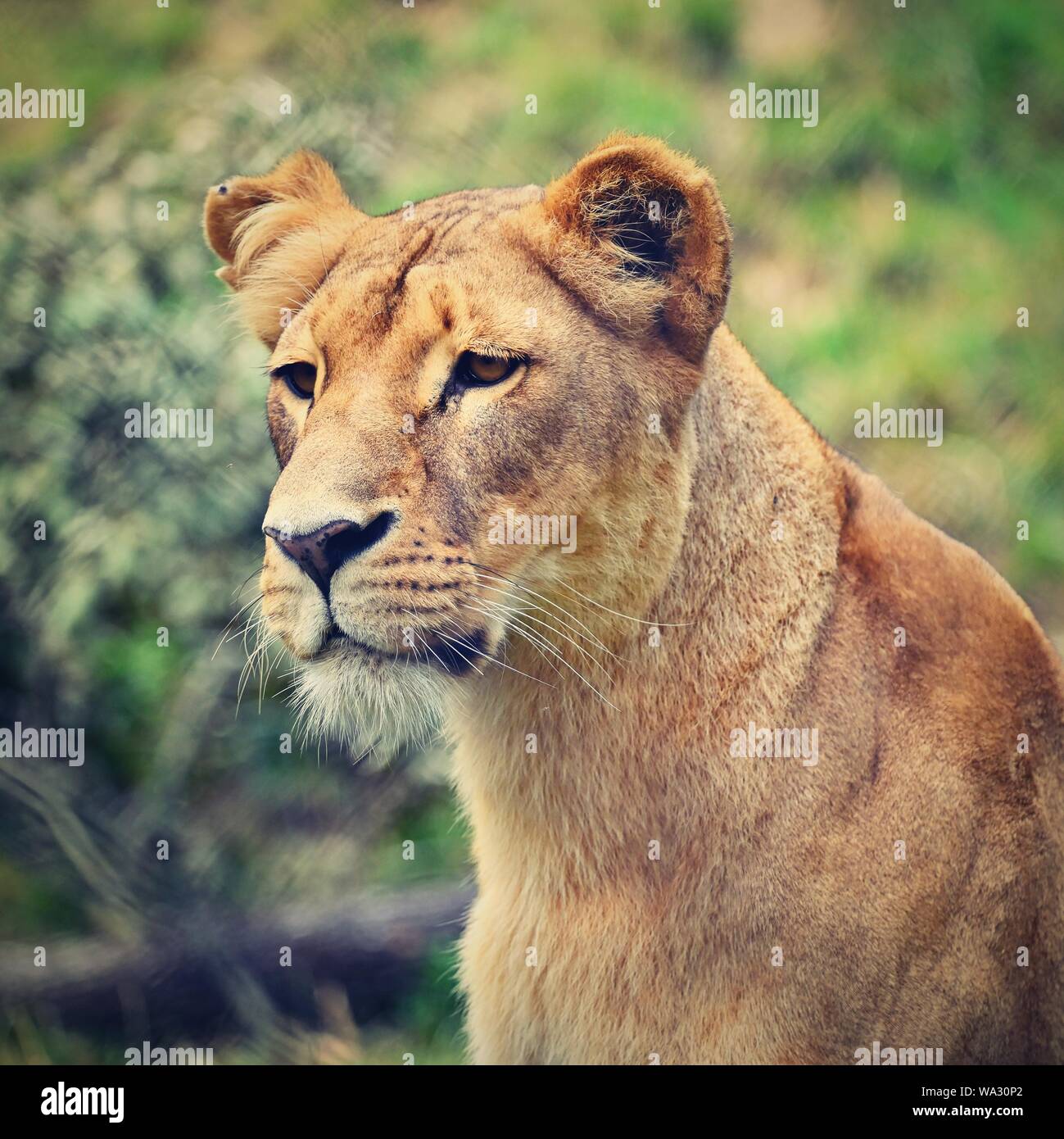 Animal - beautiful lioness. Colorful nature background Stock Photo - Alamy