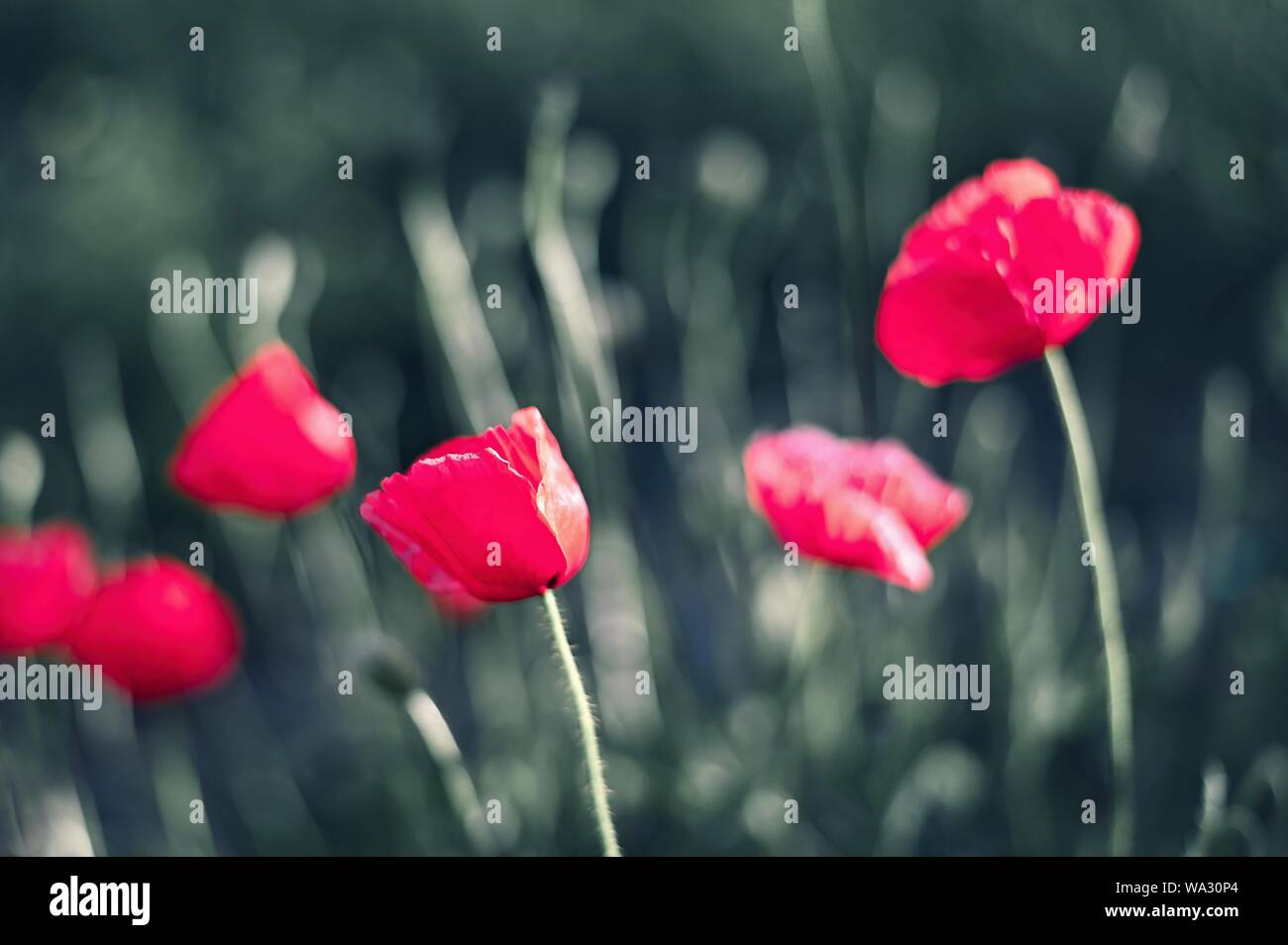 Beautiful red poppies sunset hi-res stock photography and images - Alamy