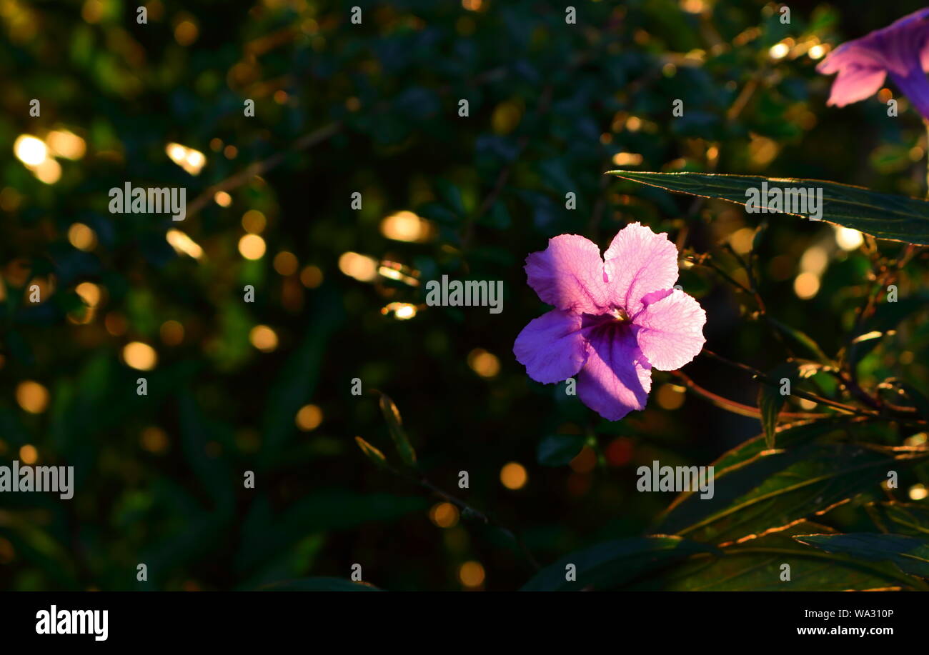 One Pandanus Tree High Resolution Stock Photography and Images - Alamy