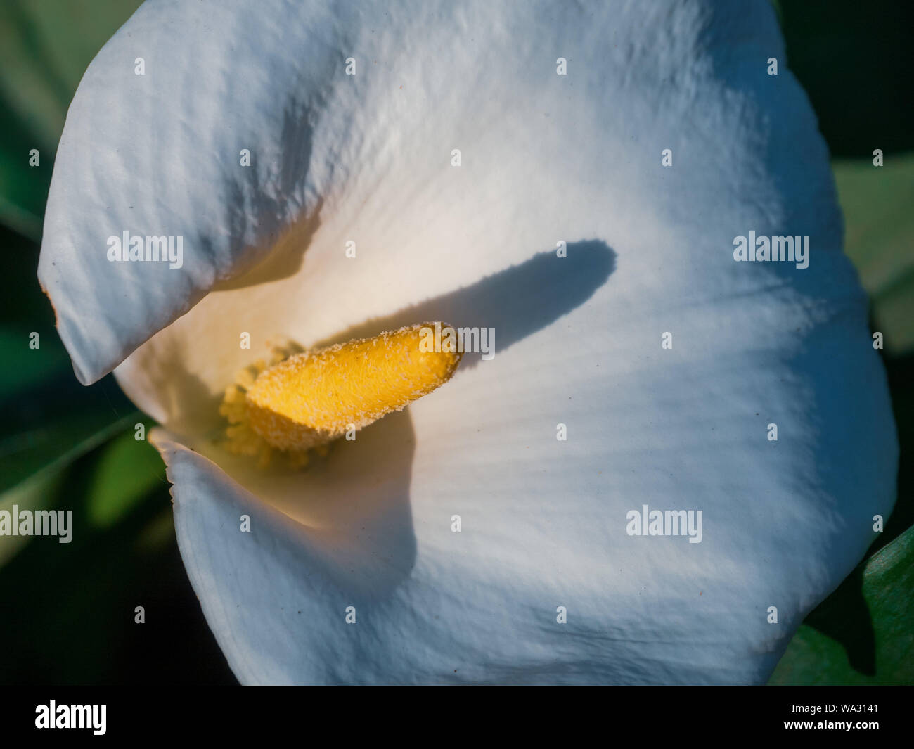 Spadix spike hi-res stock photography and images - Alamy