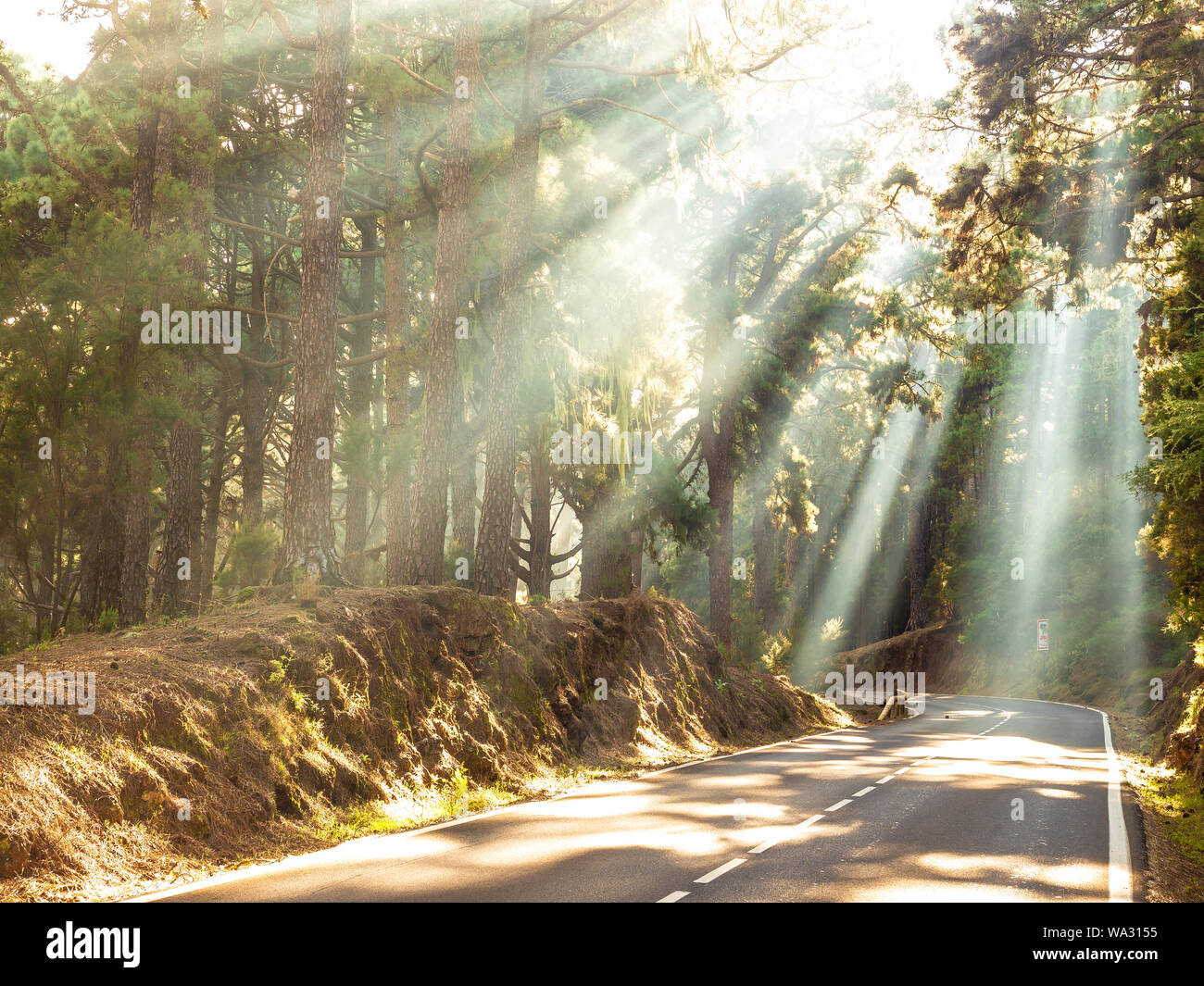 Sun rays in the forest on the road Stock Photo - Alamy