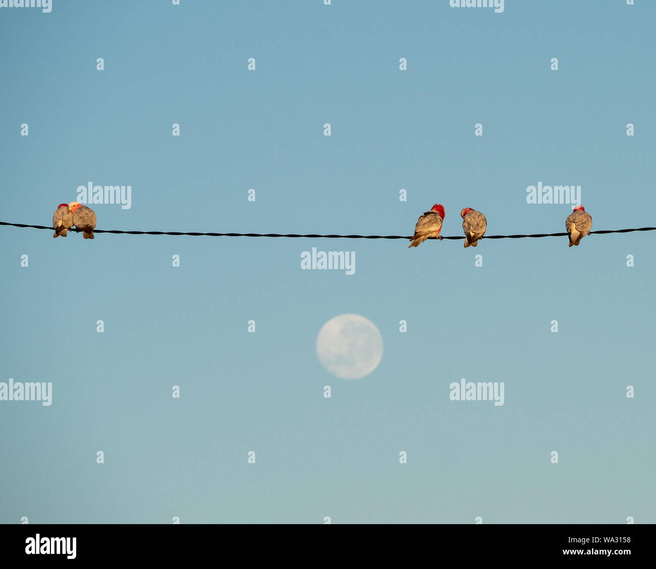 Galahs on a line hi-res stock photography and images - Alamy