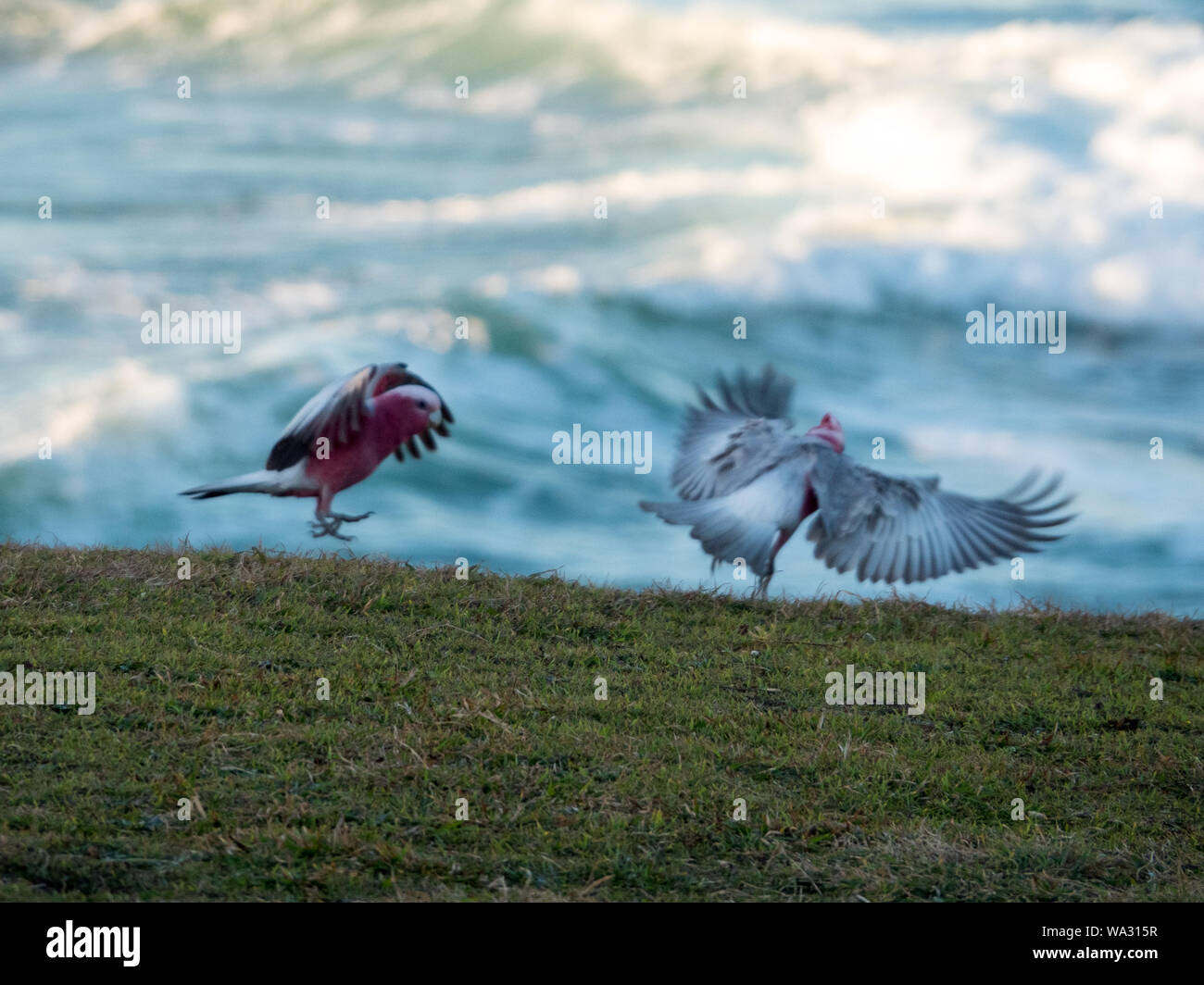 Galahs, Australian native birds, one jumping for joy as another takes ...