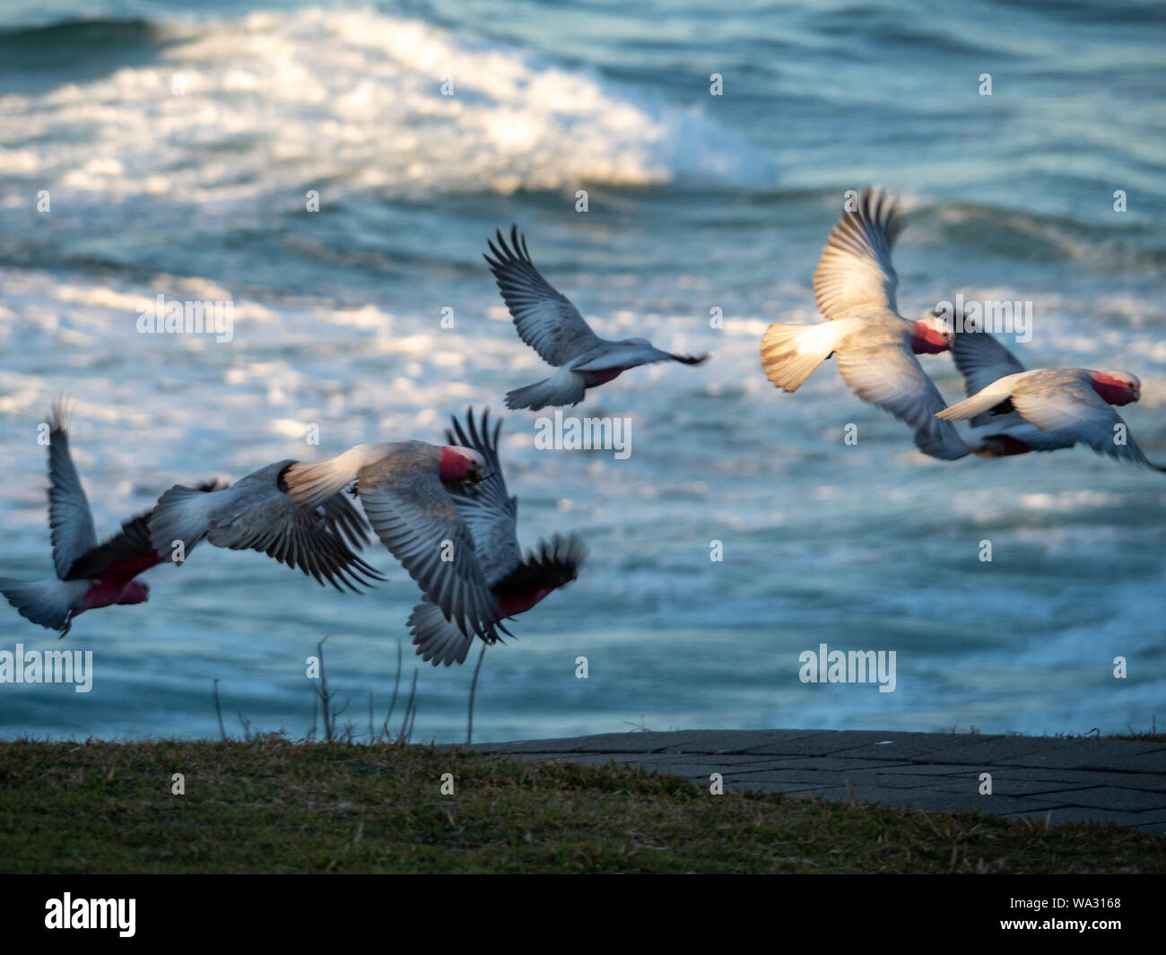 Galahs in flight hi-res stock photography and images - Alamy
