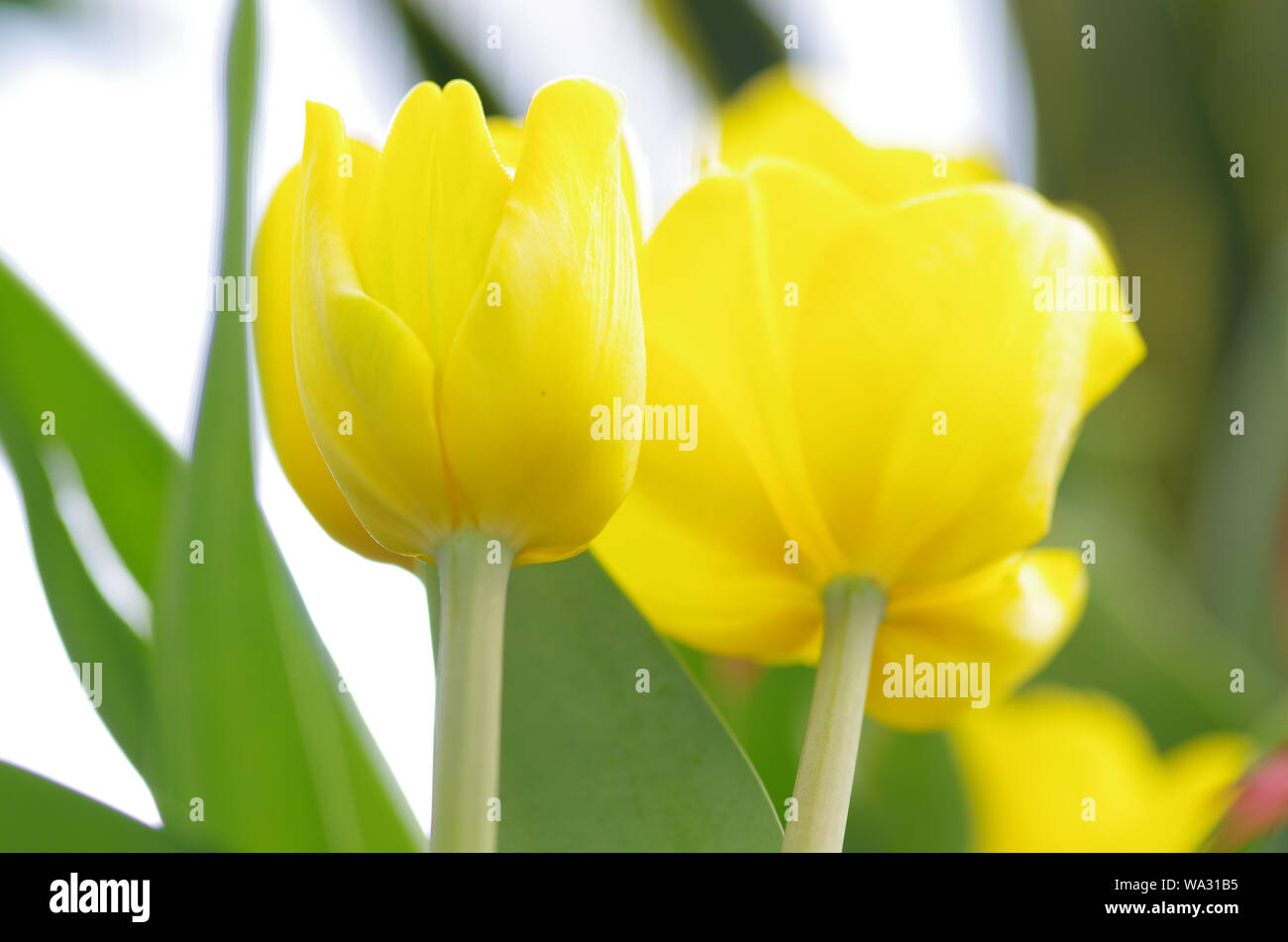 Tulips large images close up hi-res stock photography and images - Alamy
