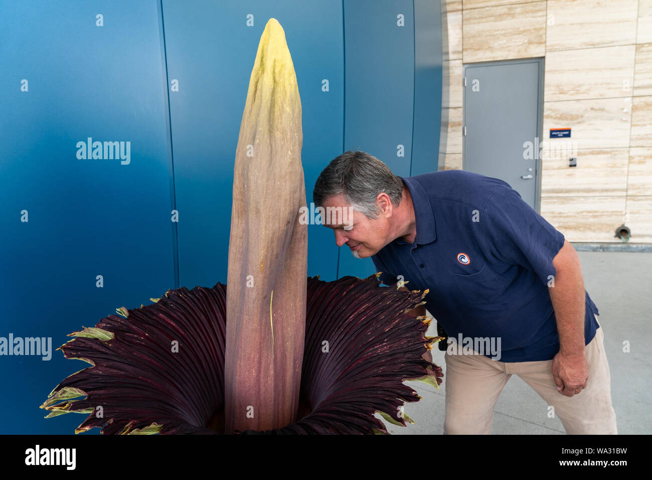 Orange County, USA. 16th Aug, 2019. A man watches the detail of a ...
