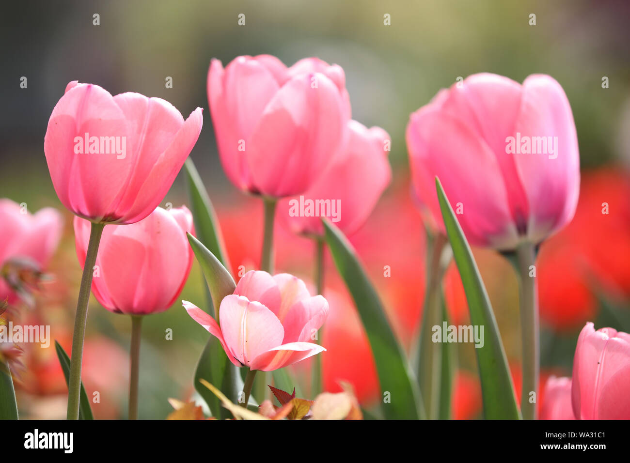 Tulip scenery hi-res stock photography and images - Alamy