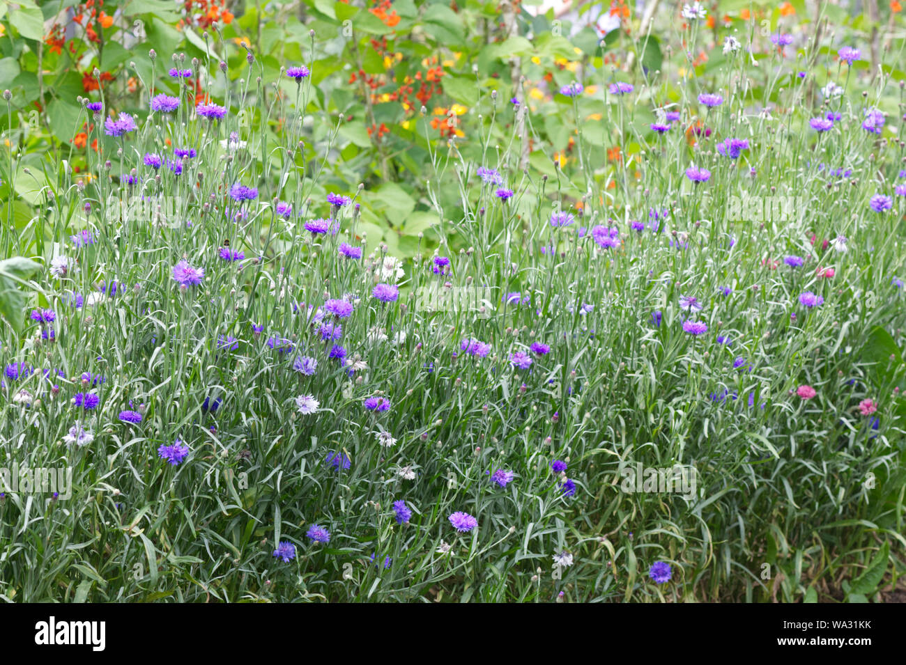 Corn flowers hi-res stock photography and images - Alamy