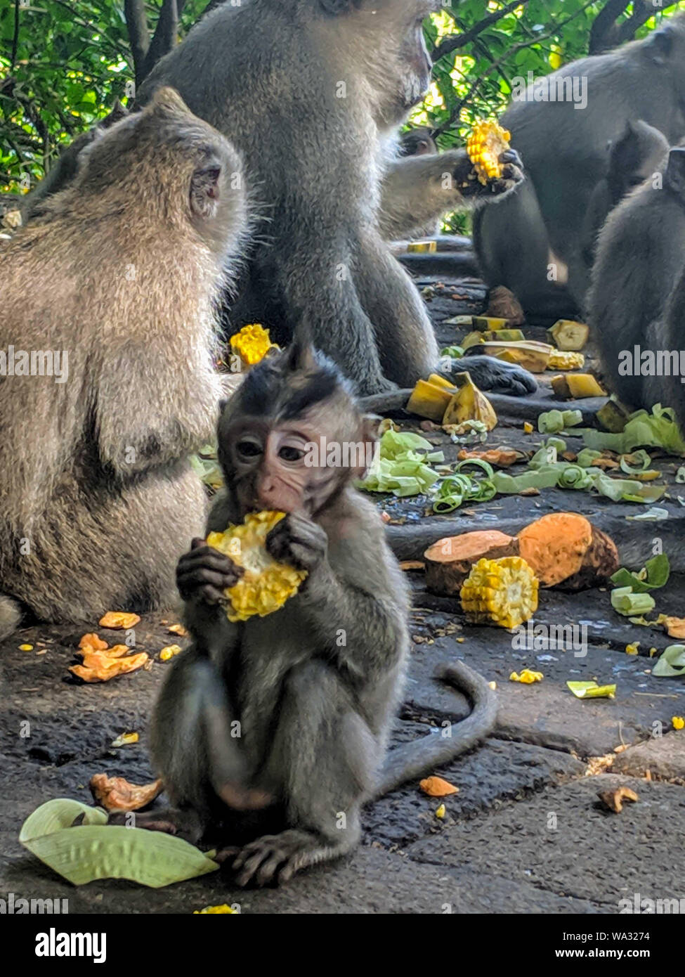 Child Balinese monkey facing the camera eating corn and Adult monkeys ...