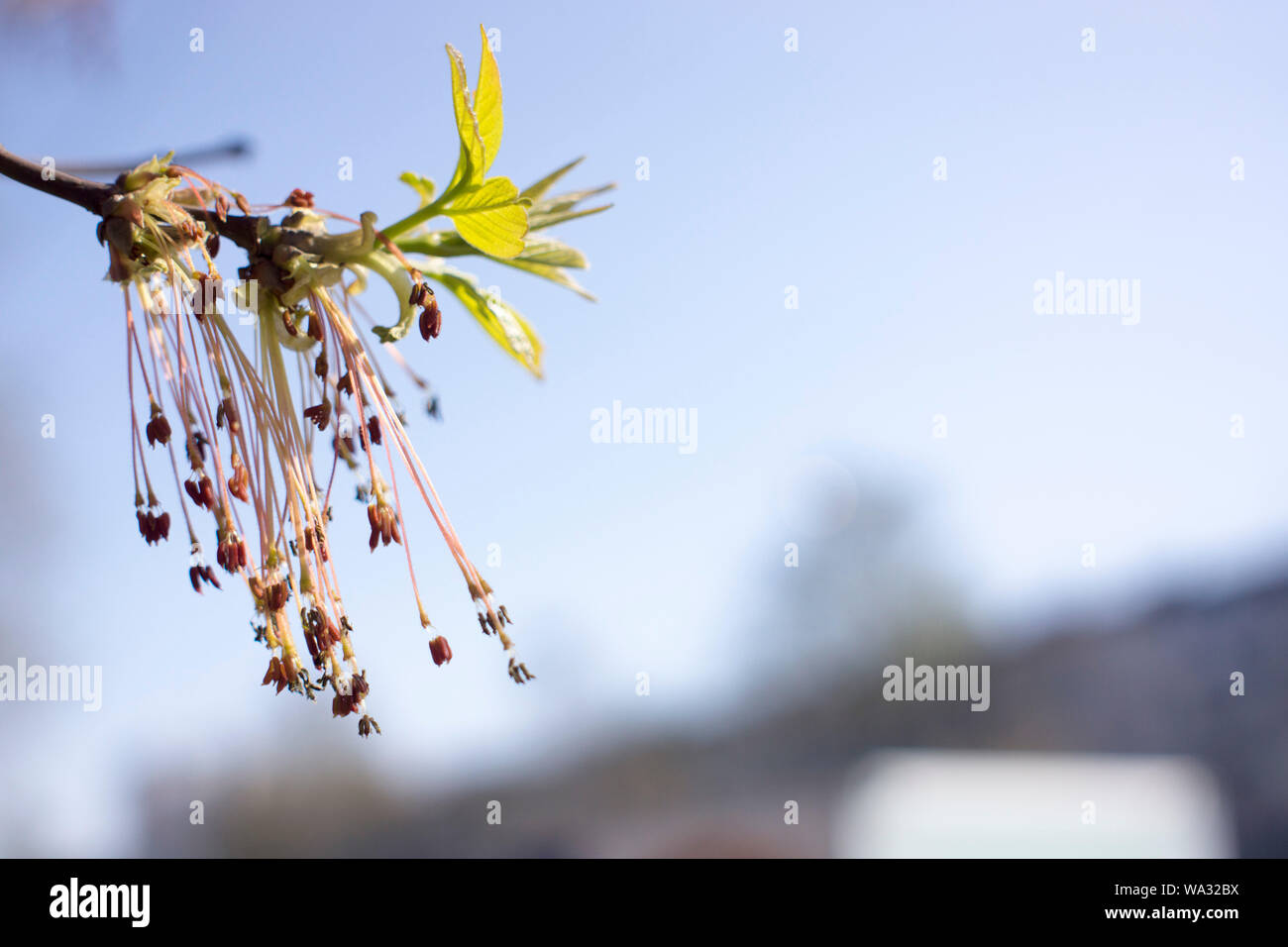 Close up of the flowering Acer negundo, box elder, boxelder maple, ash ...