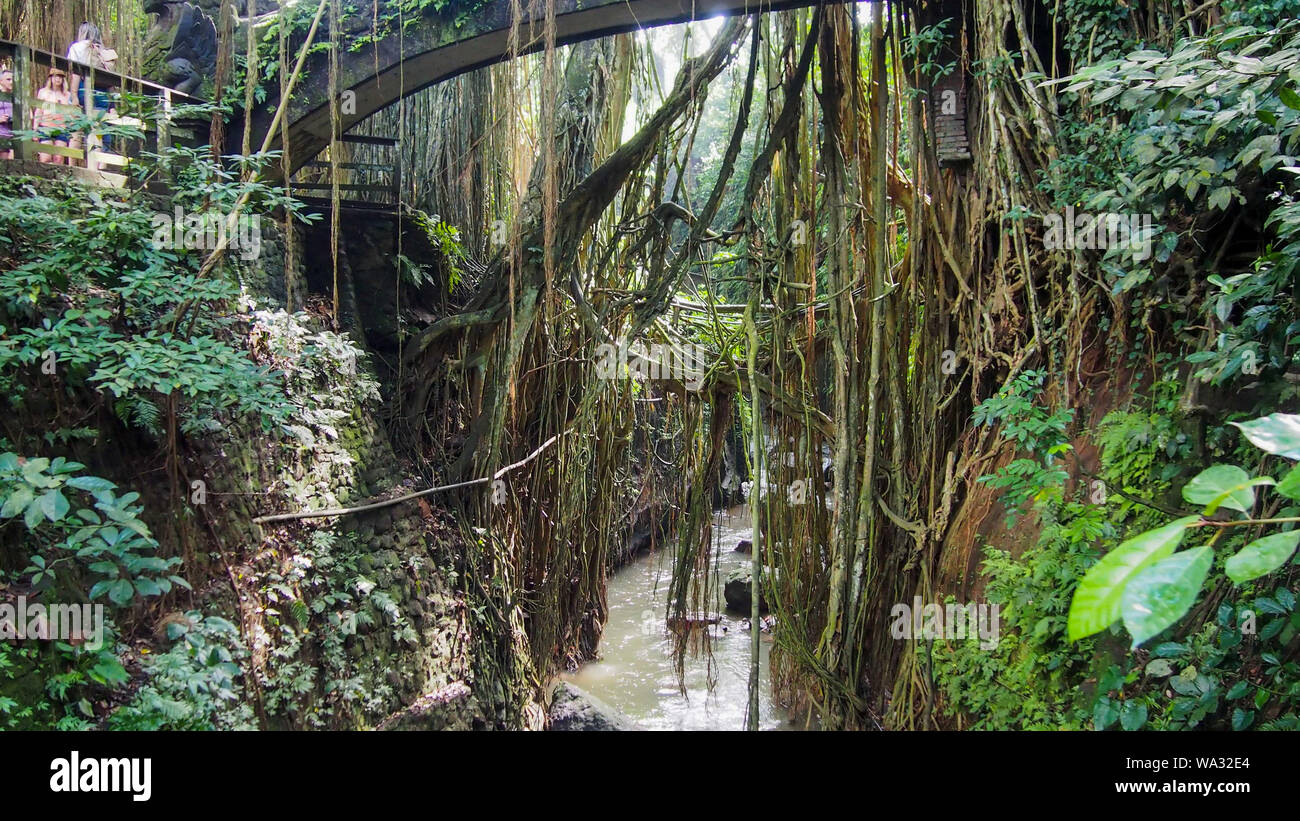 Monkey forest pathway hi-res stock photography and images - Alamy