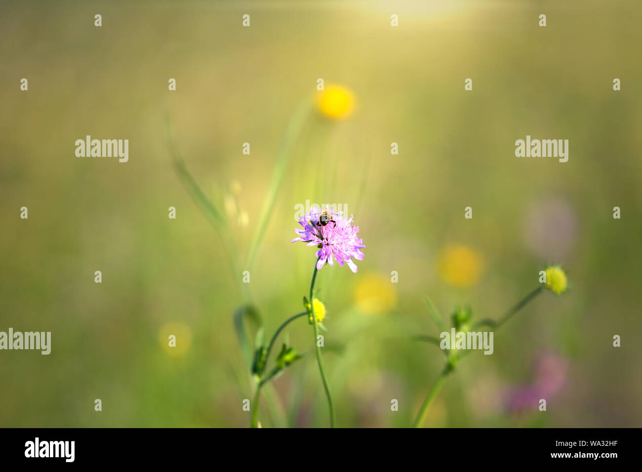 Clover flower on the lawn radiated by sunlight with a honey bee Stock ...