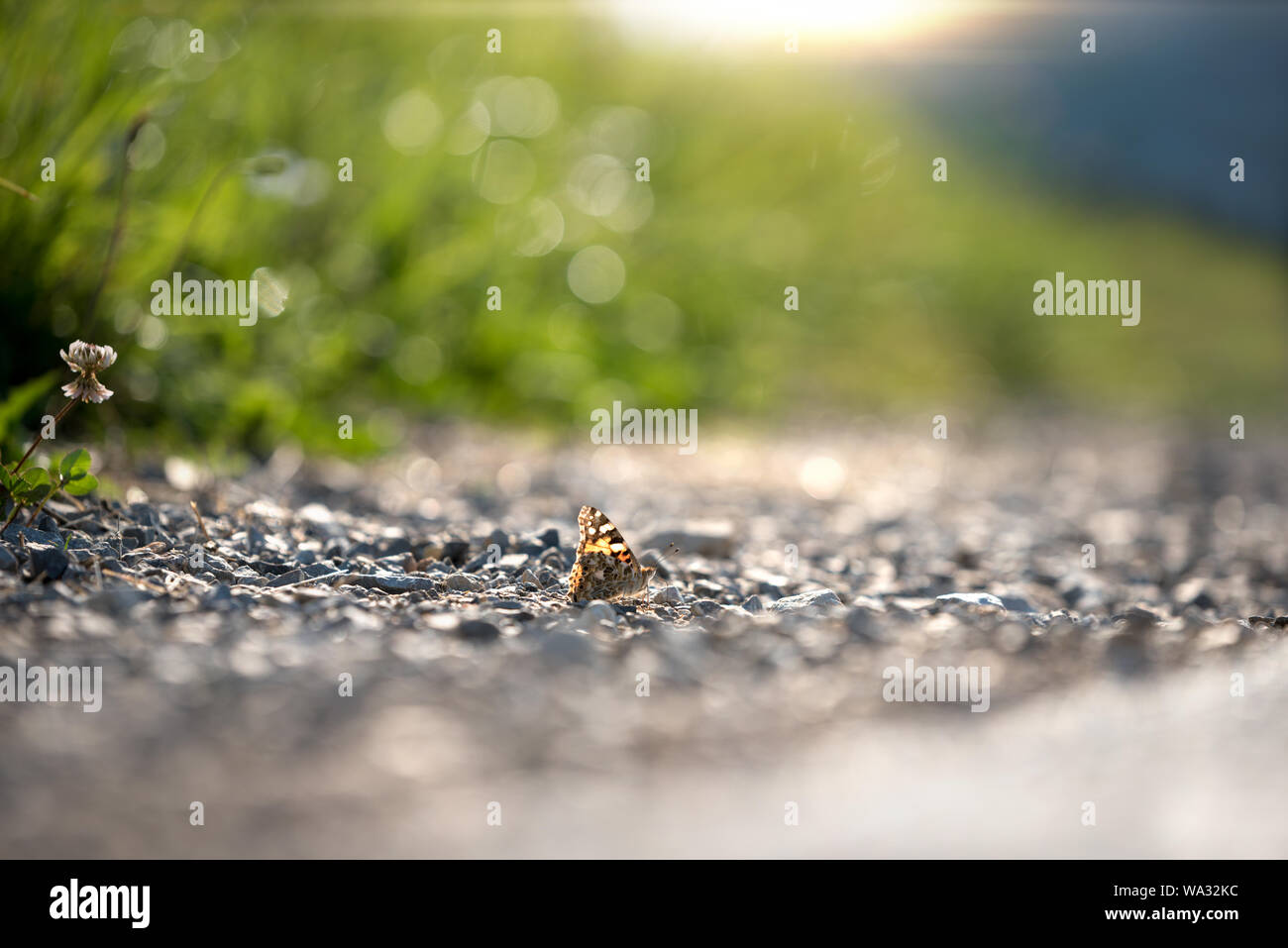 A butterfly in the sunlight on a pebbles ground. Blurred front and back ...