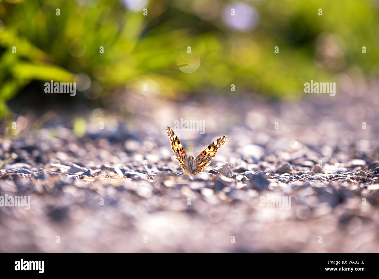 A butterfly in the sunlight on a pebbles ground. Blurred front and back ...