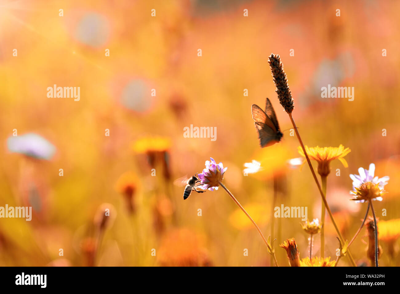 A meadow with flowers and a butterfly and honey bee with sun rays ...