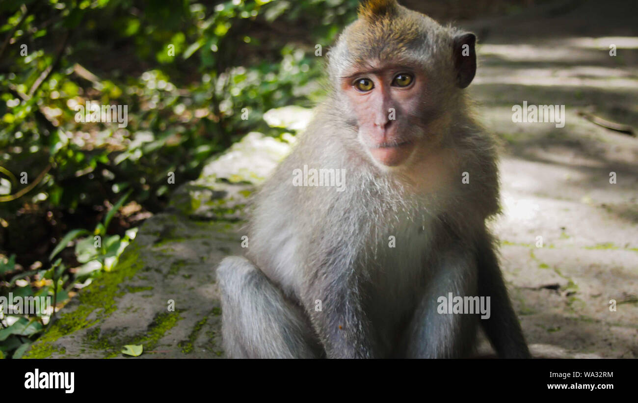 Monkey with a sad expression sitting, monkey forest in Bali Indonesia ...