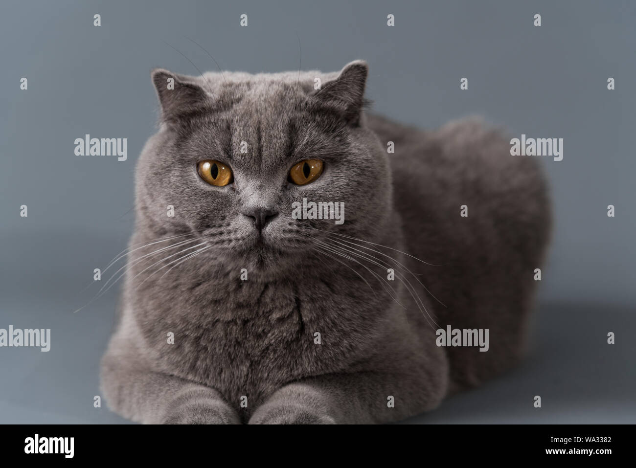 The short blue cat cat Stock Photo - Alamy