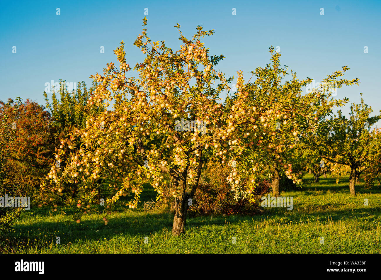 Apple Harvest Concept Apple Garden Nature Background Sunny Autumn Day
