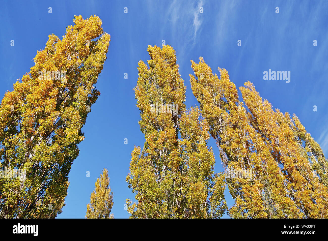 Populus in autumn colors hi-res stock photography and images - Alamy