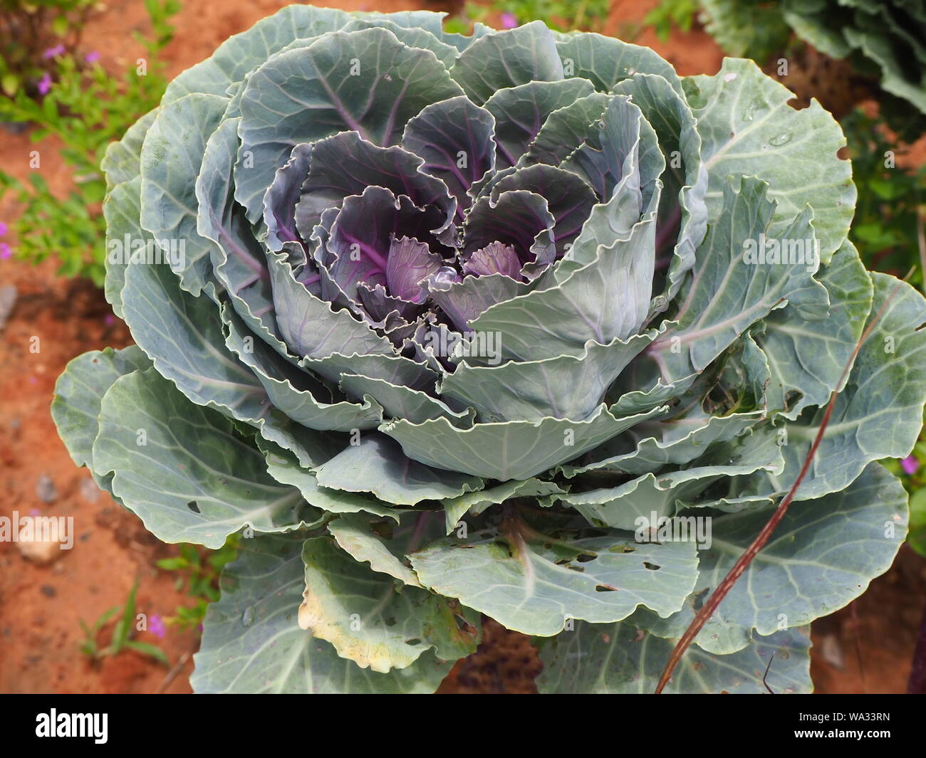 Cannonball cabbage hi-res stock photography and images - Alamy