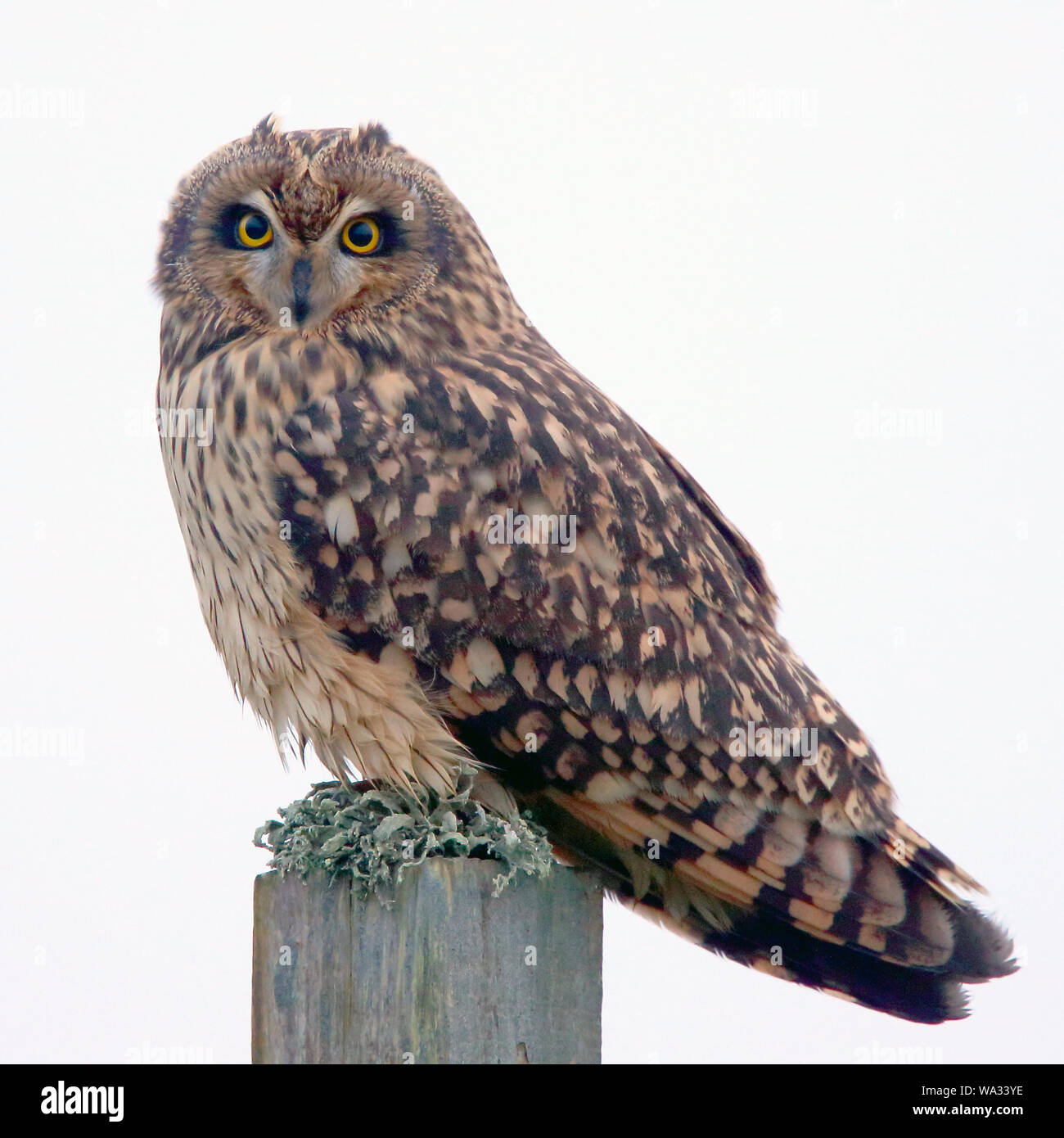 Short shetland hi-res stock photography and images - Alamy