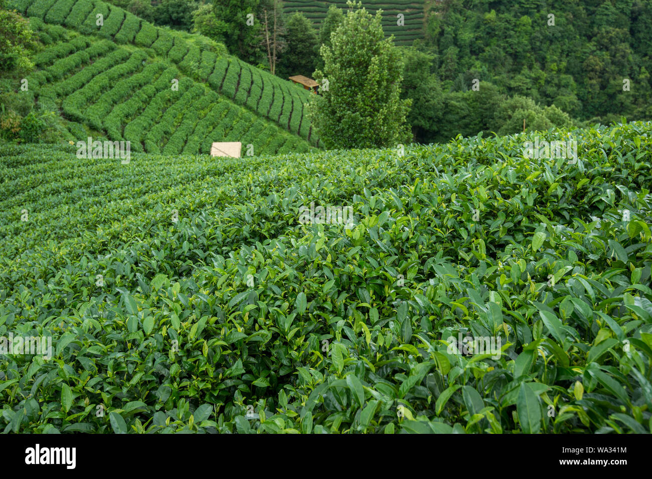 Rolling tea leaves hi-res stock photography and images - Alamy