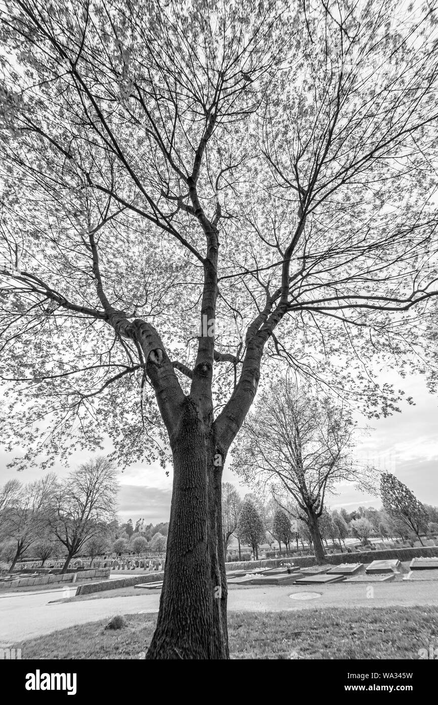 Silhouette tree in ancient Black and White Stock Photos & Images - Alamy