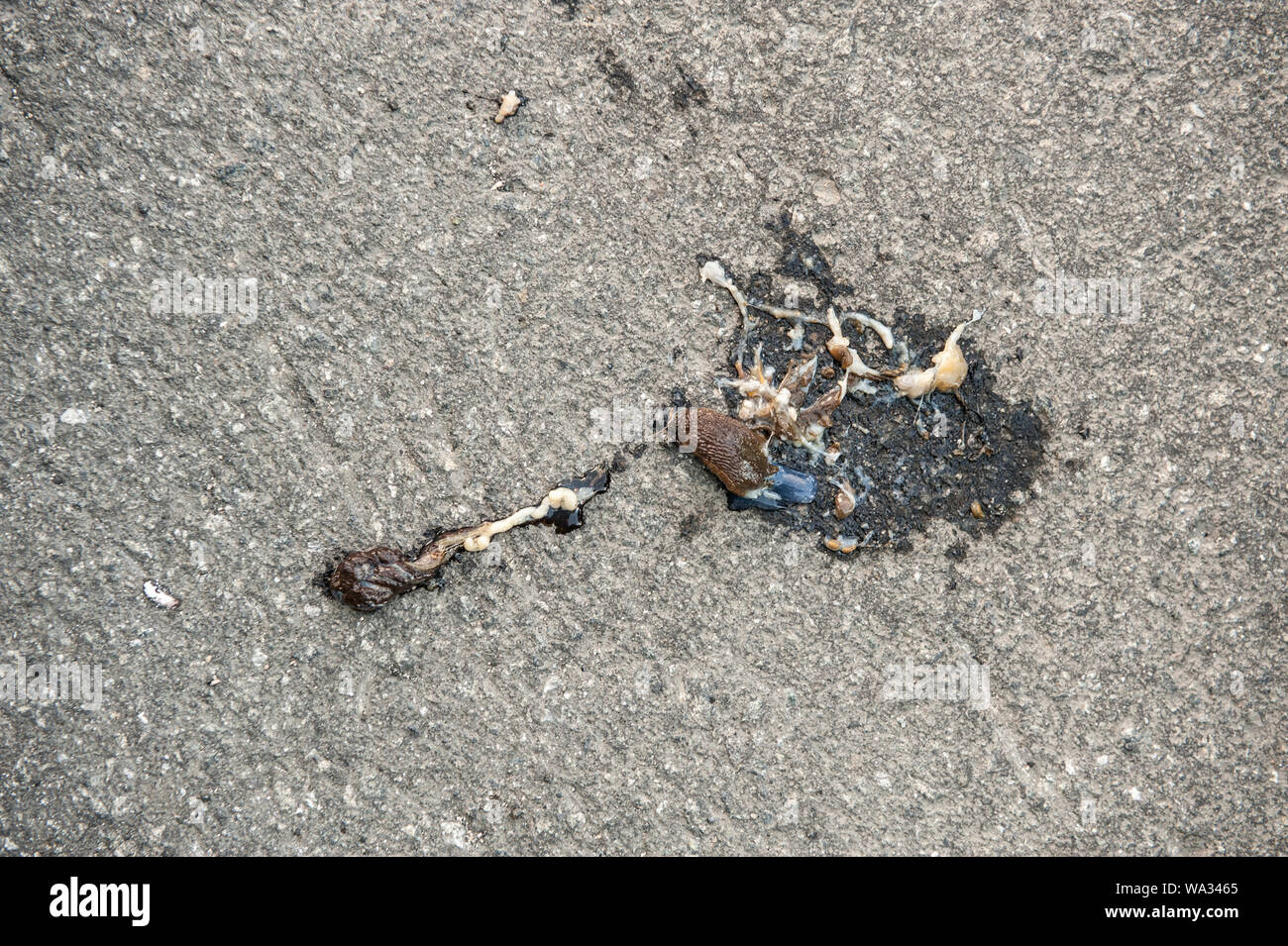 Slime road hi-res stock photography and images - Alamy