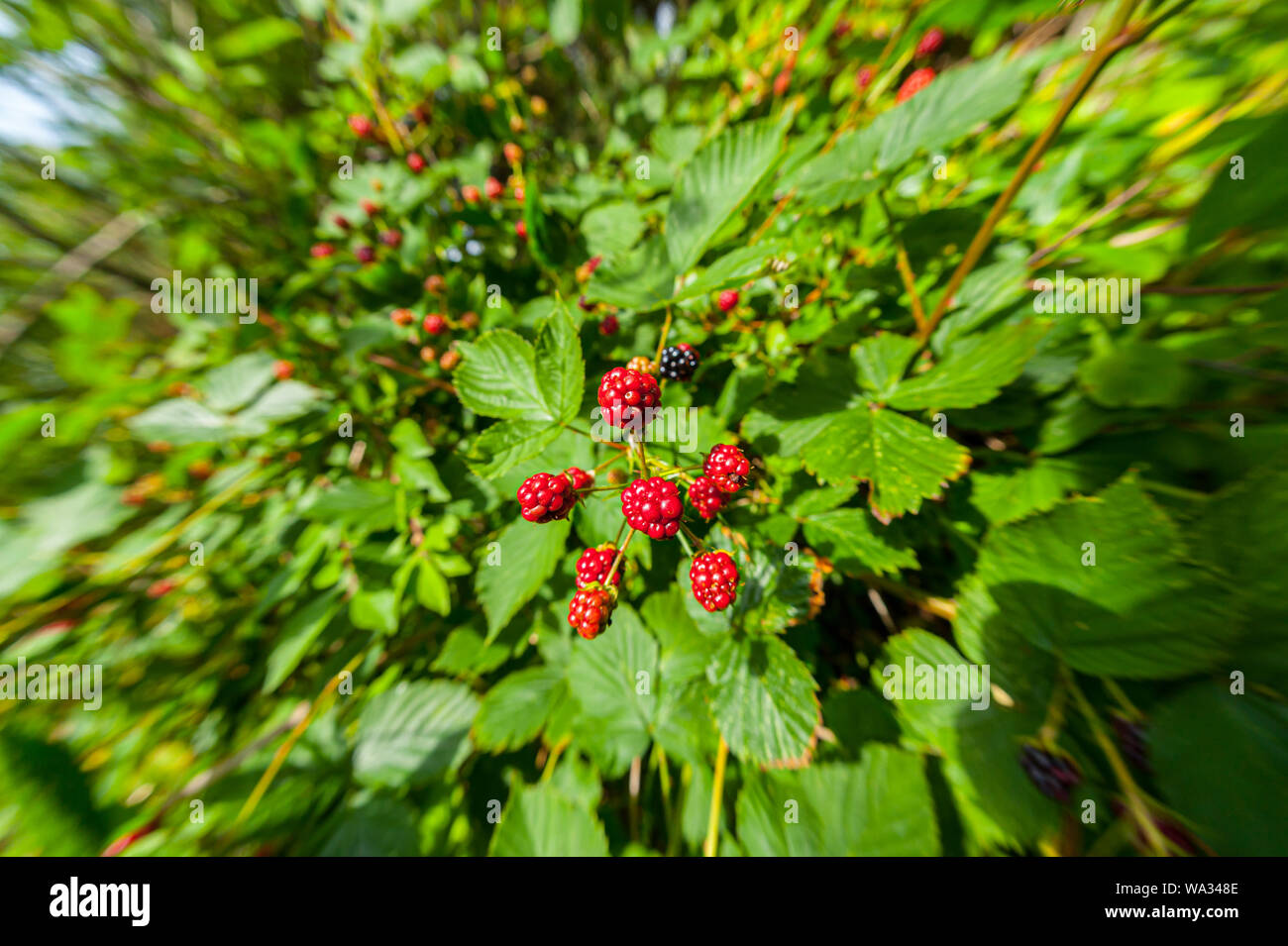 Closeup of Wild blackberries (Rubus fruticosus Stock Photo - Alamy