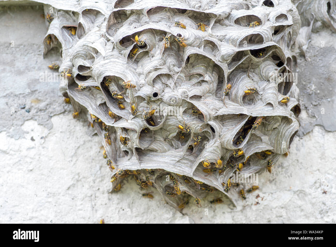 A large hornet's nest on a Foundation of gray concrete. The unusual ...