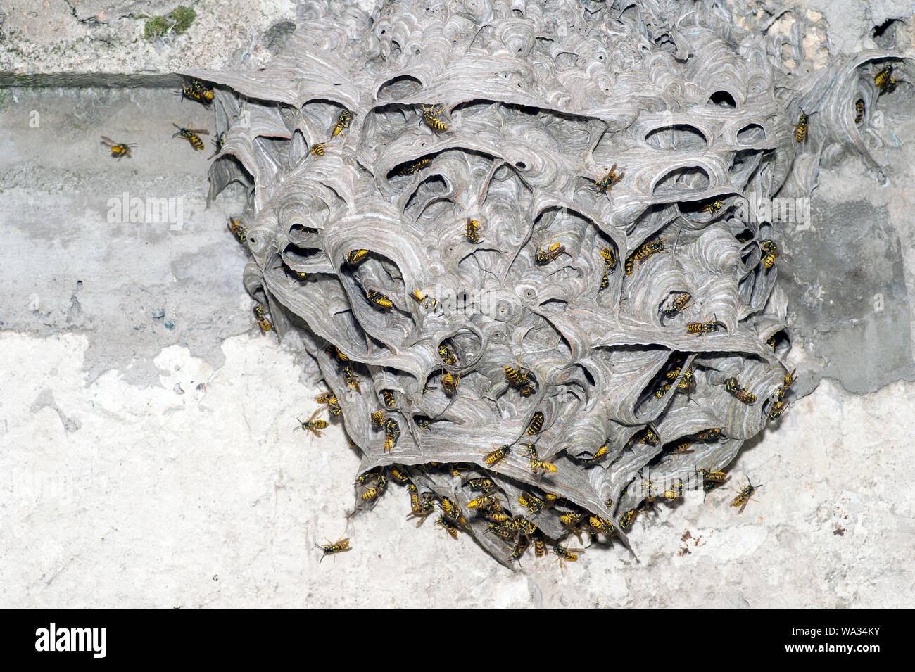 A large hornet's nest on a Foundation of gray concrete. The unusual ...