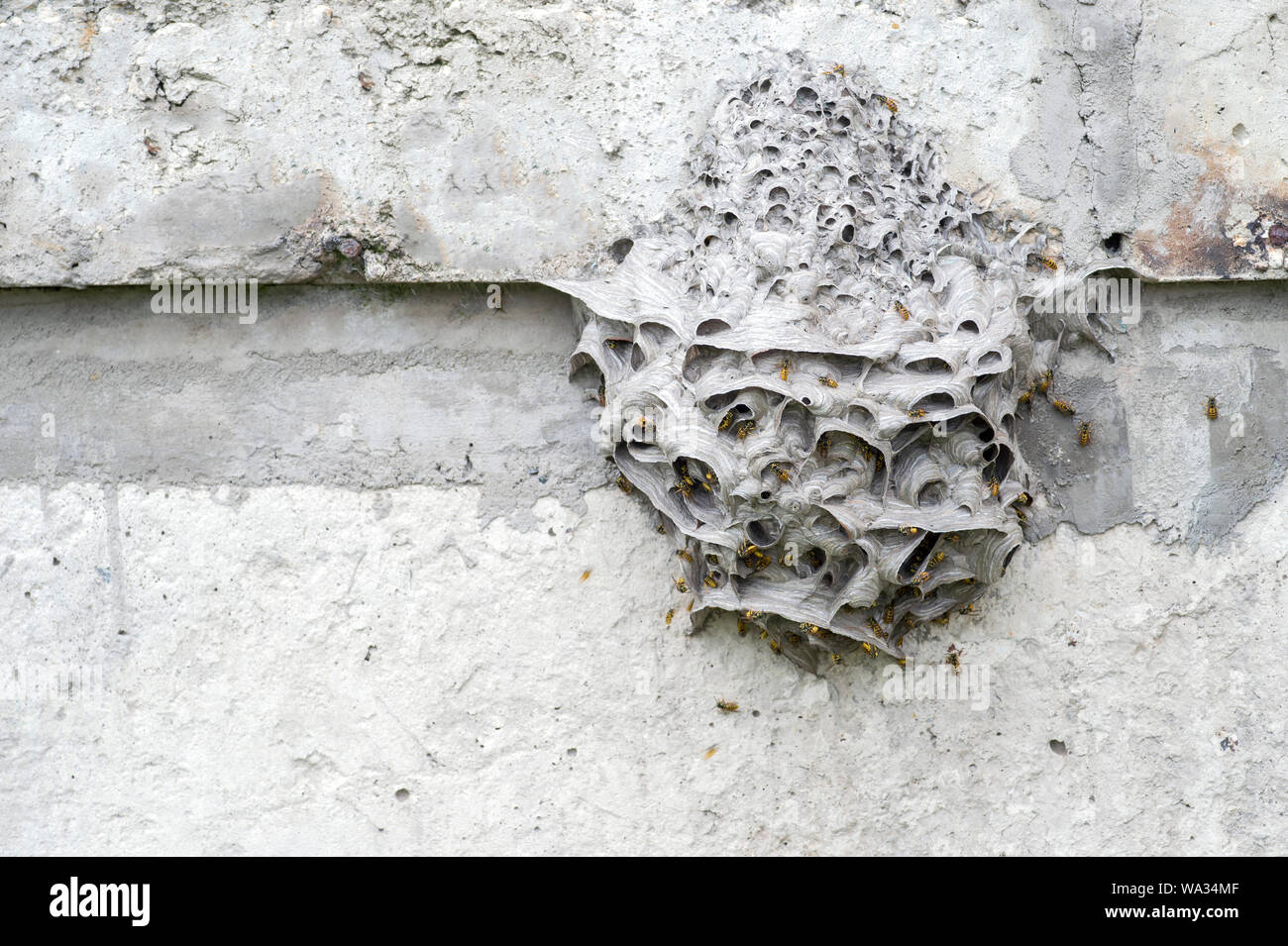 Large wasp family hornet hi-res stock photography and images - Alamy