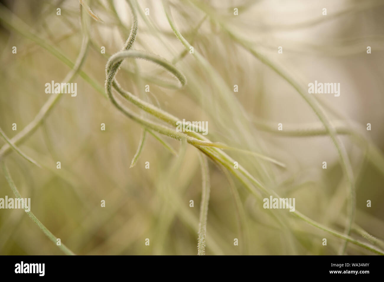 Long, abstract and green stems of a plant Stock Photo - Alamy