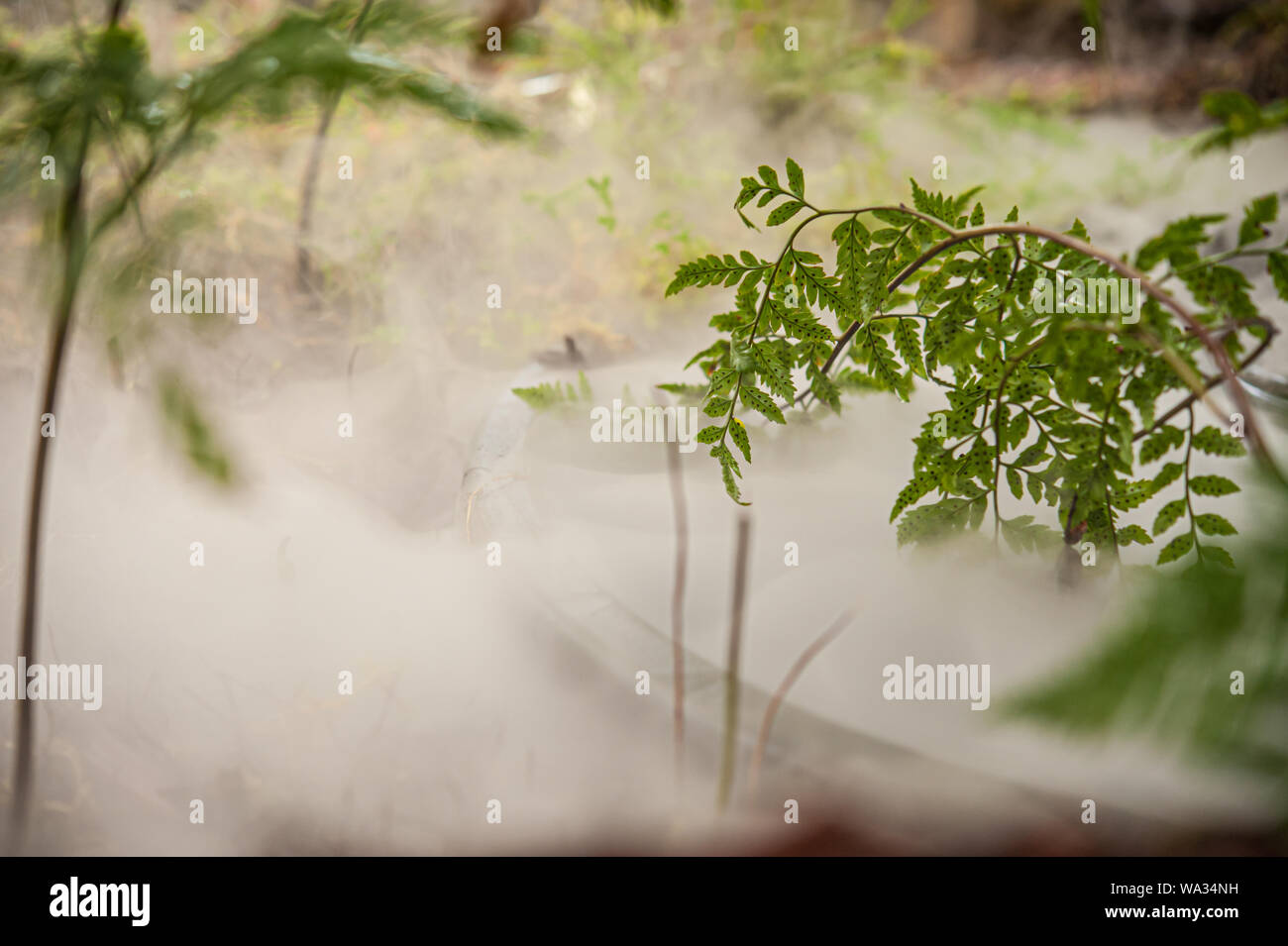 Humid landscapes hi-res stock photography and images - Alamy