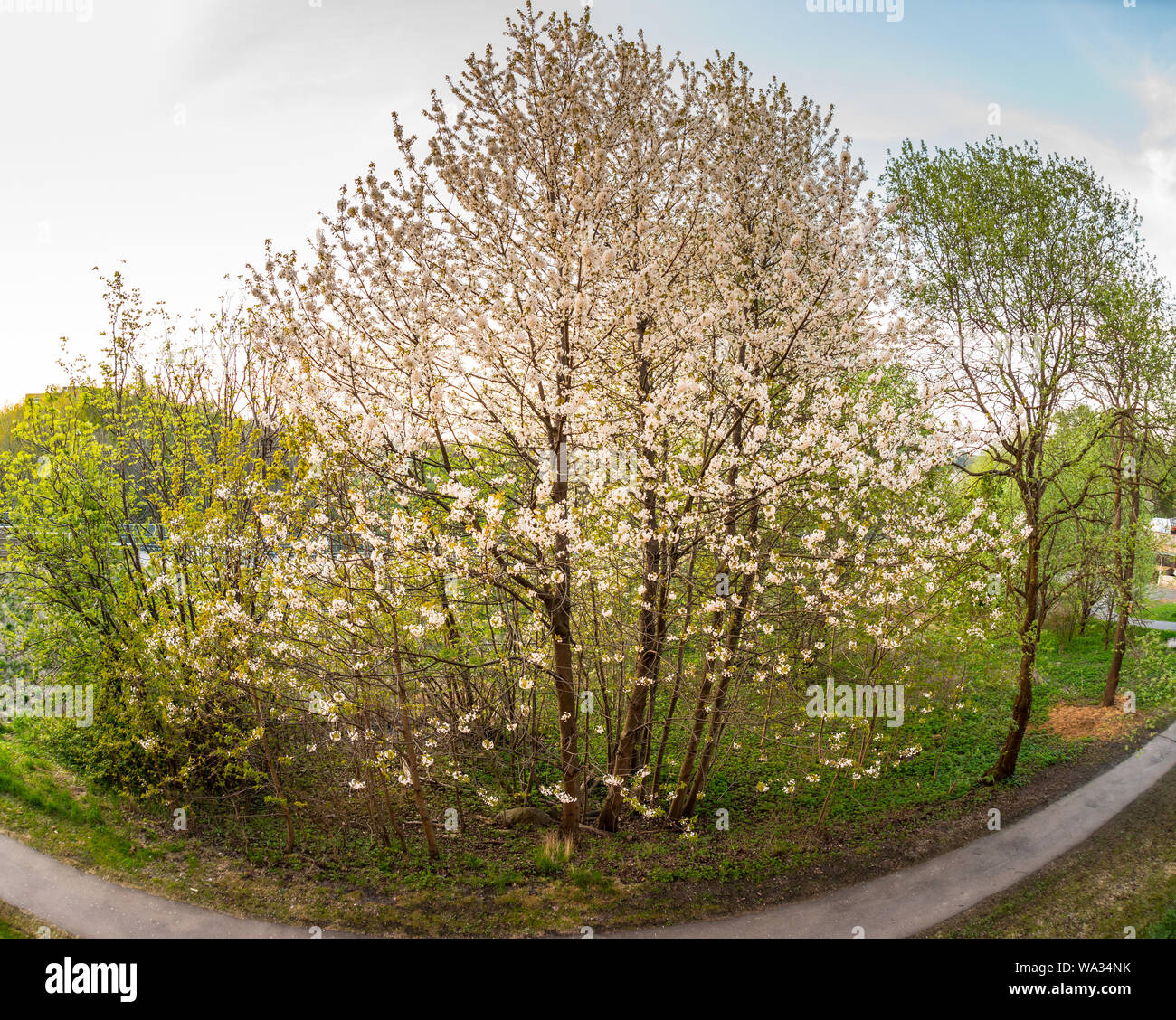 A blooming tree in a green forest Stock Photo - Alamy