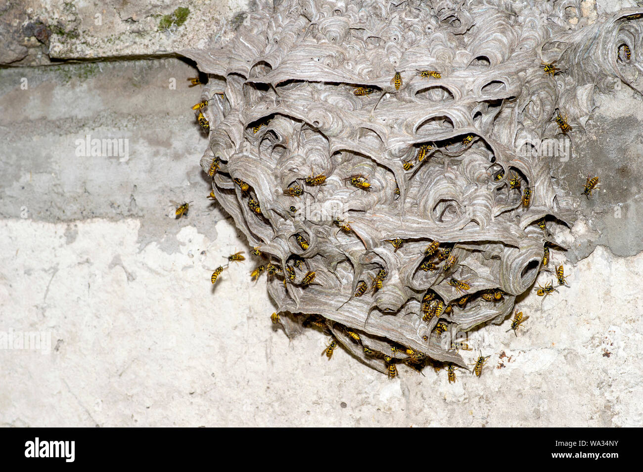 A large hornet's nest on a Foundation of gray concrete. The unusual ...