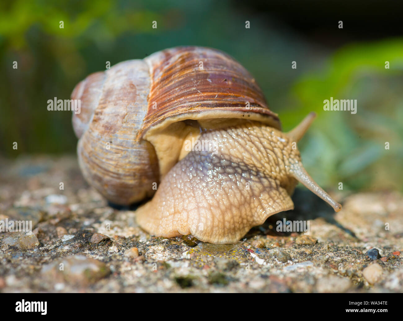 A big garden snail in the sun Stock Photo - Alamy