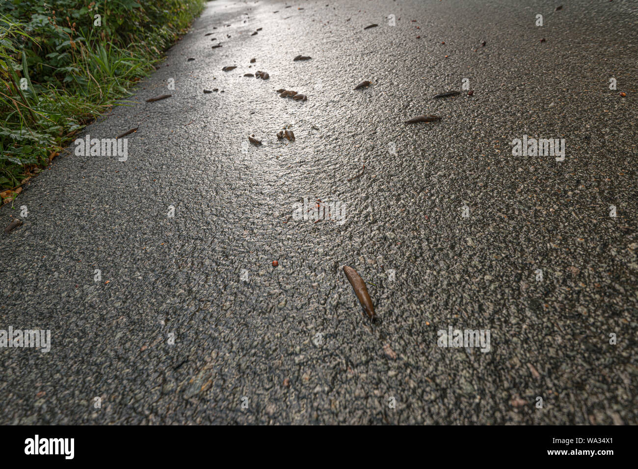Slug crossing hi-res stock photography and images - Alamy